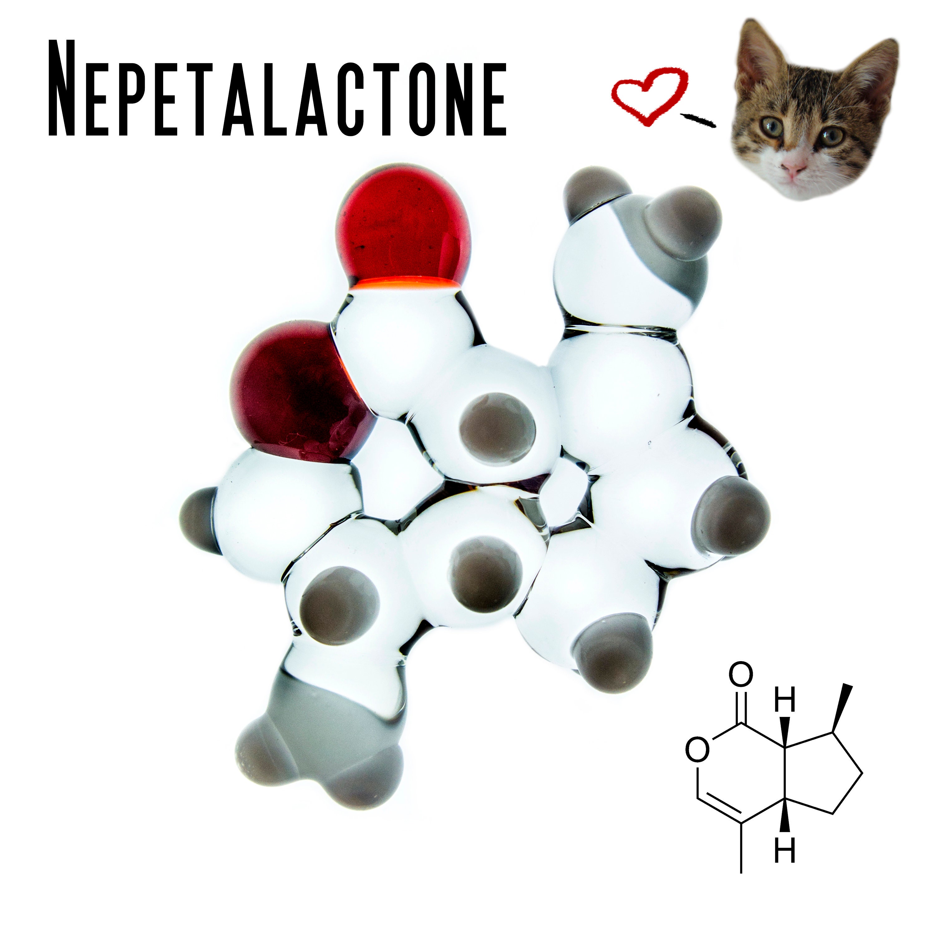 Glass Nepetalactone (catnip) Molecule Model - Small - Etsy