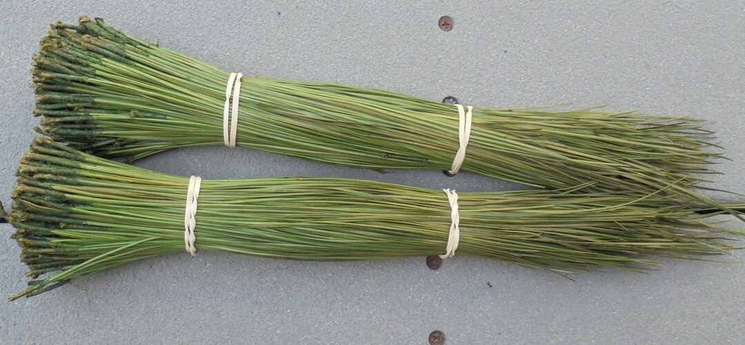 Apple Green Dyed NC Lone Leaf Pine Needles - Etsy