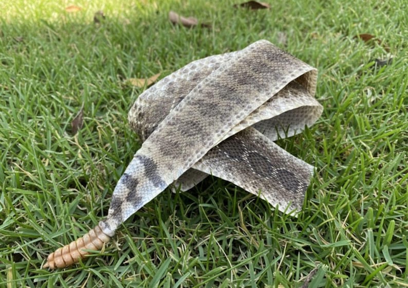 Western Diamondback Rattlesnake Skin With Rattle/tanned - Etsy