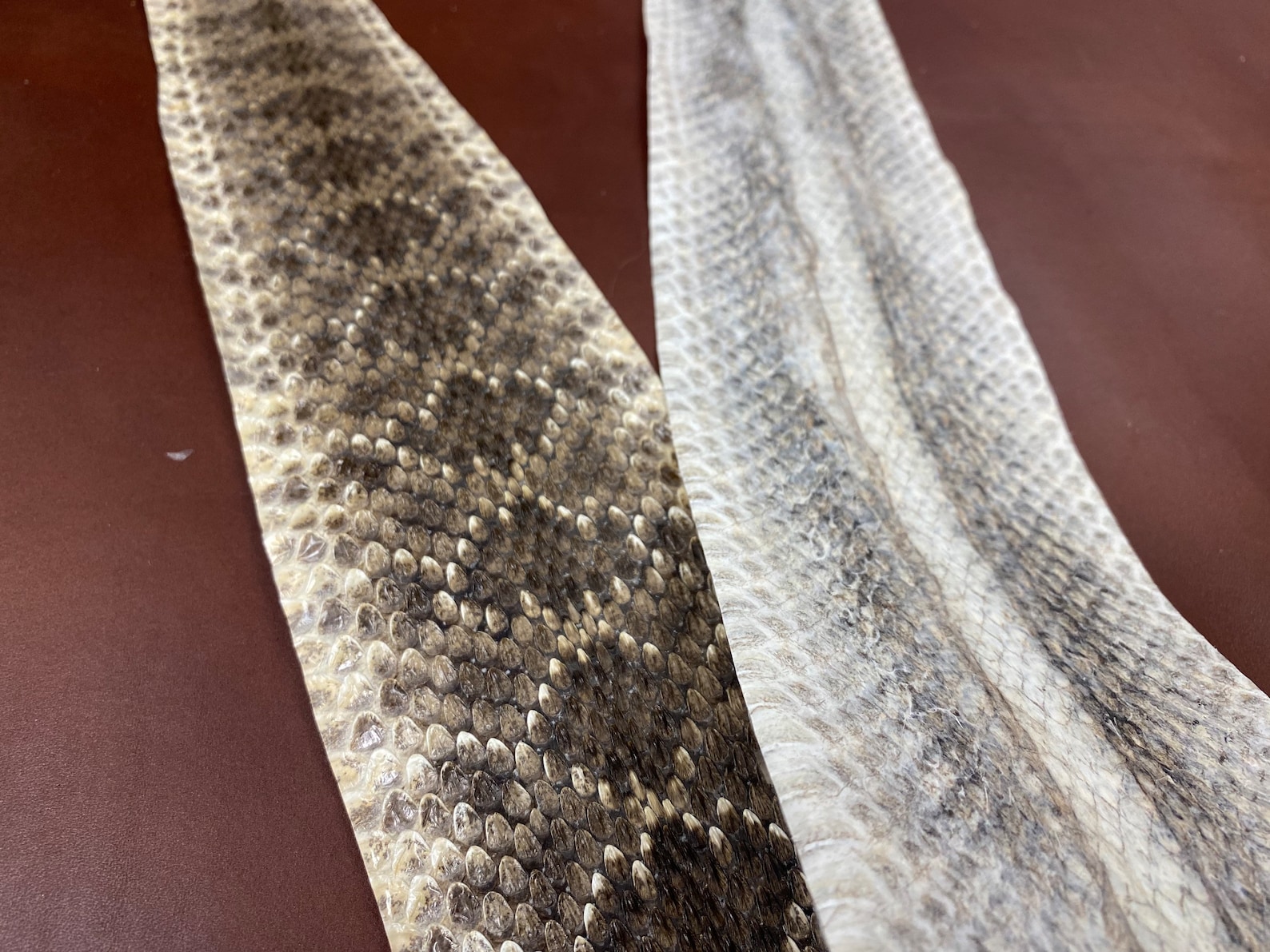 Western Diamondback Rattlesnake Skin With Rattle/tanned - Etsy