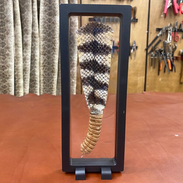 Rattlesnake Tail - Etsy