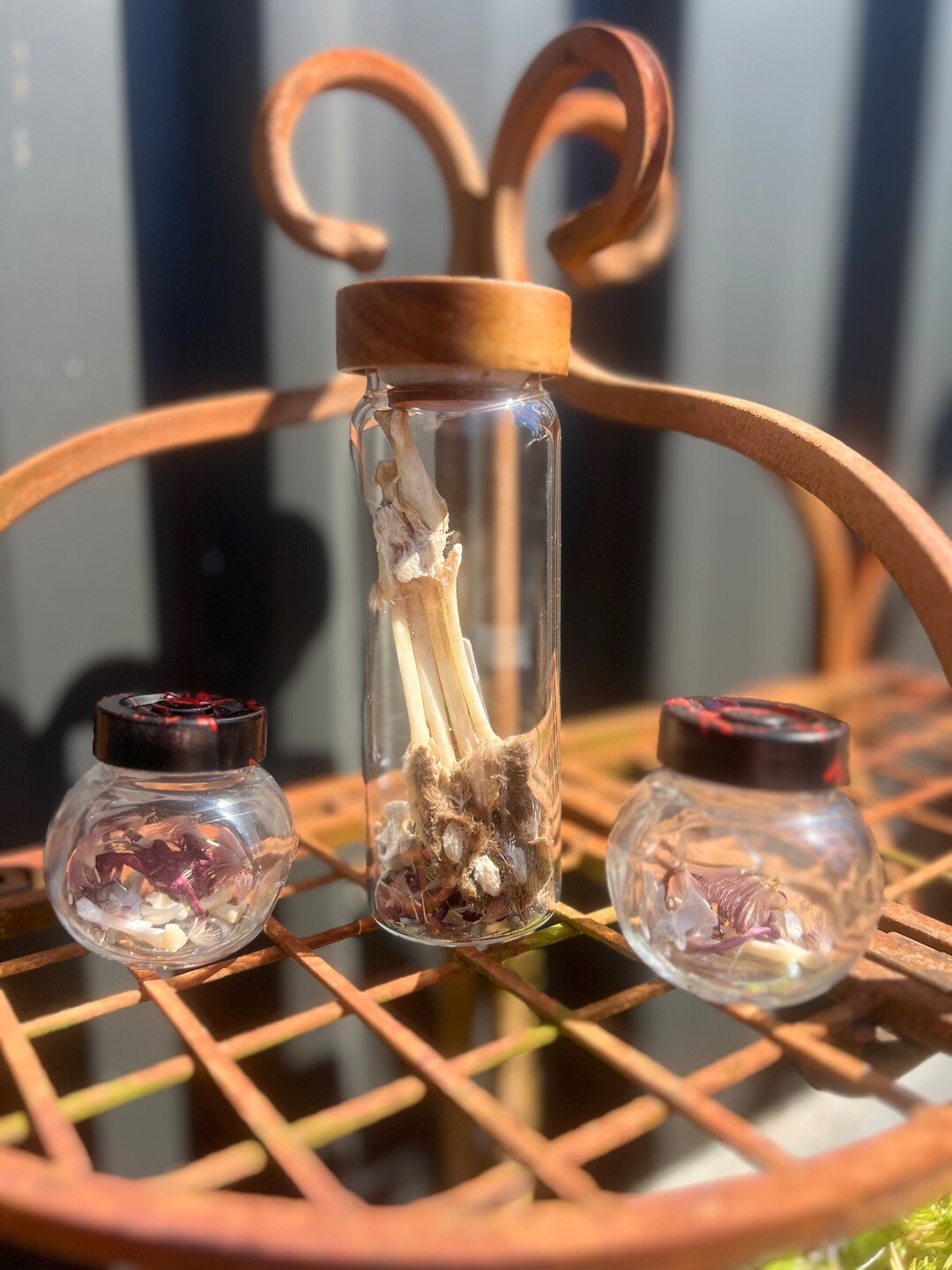 Mummified Cat Paw Vial - Etsy