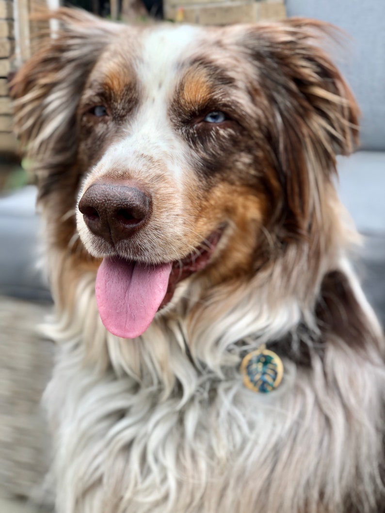 The Monstera: Hand Stamped Pet ID Tag With Monstera Leaf Charm| Dog Tag ...