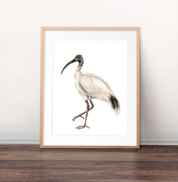 Ibis / Bin Chicken Print Watercolour Painting - Etsy Australia