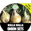 RODERIQUE FRENCH SHALLOT Sets Non-gmo Bulbs, Garden Seed Shallots Long ...