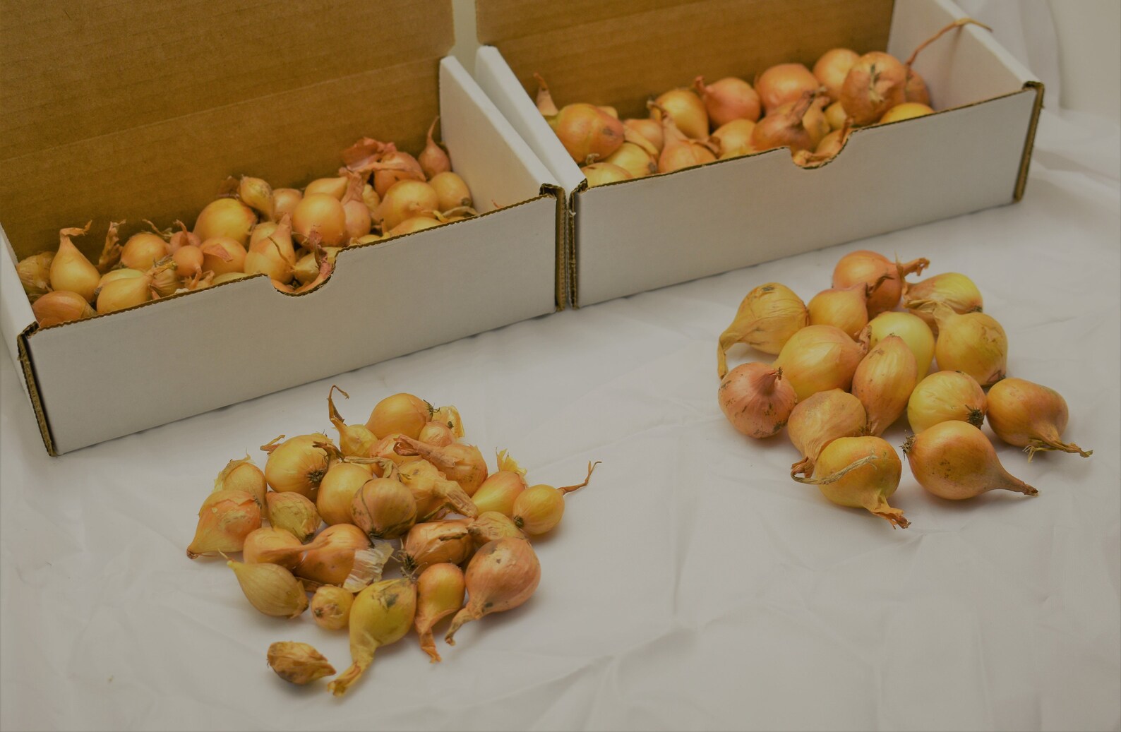 ONION SETS yellow Bulbs Non-gmo Fresh Grown Heirloom Seed | Etsy