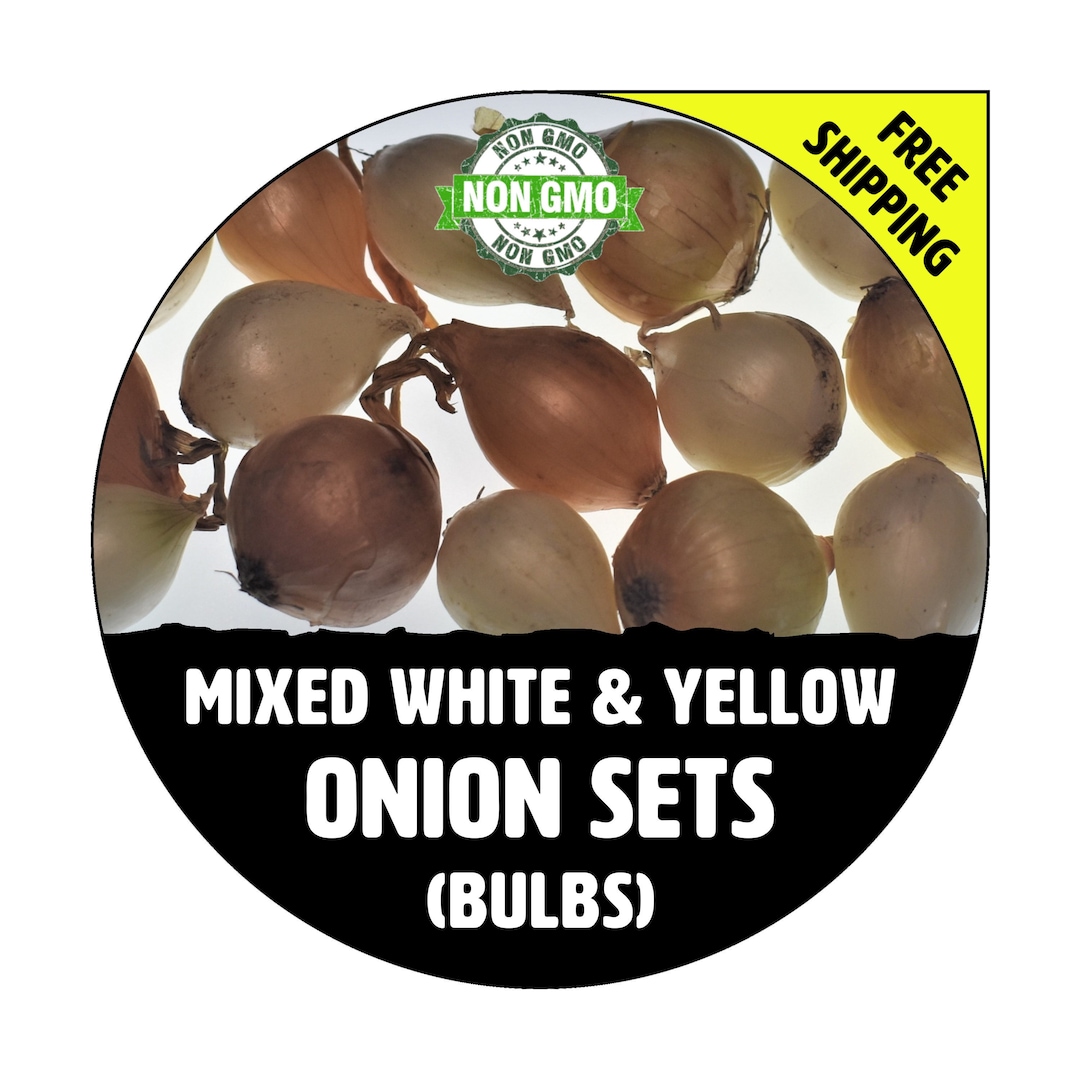 ONION SETS (white + Yellow Bulbs) - Non-gmo, Fresh Grown Heirloom Seed ...