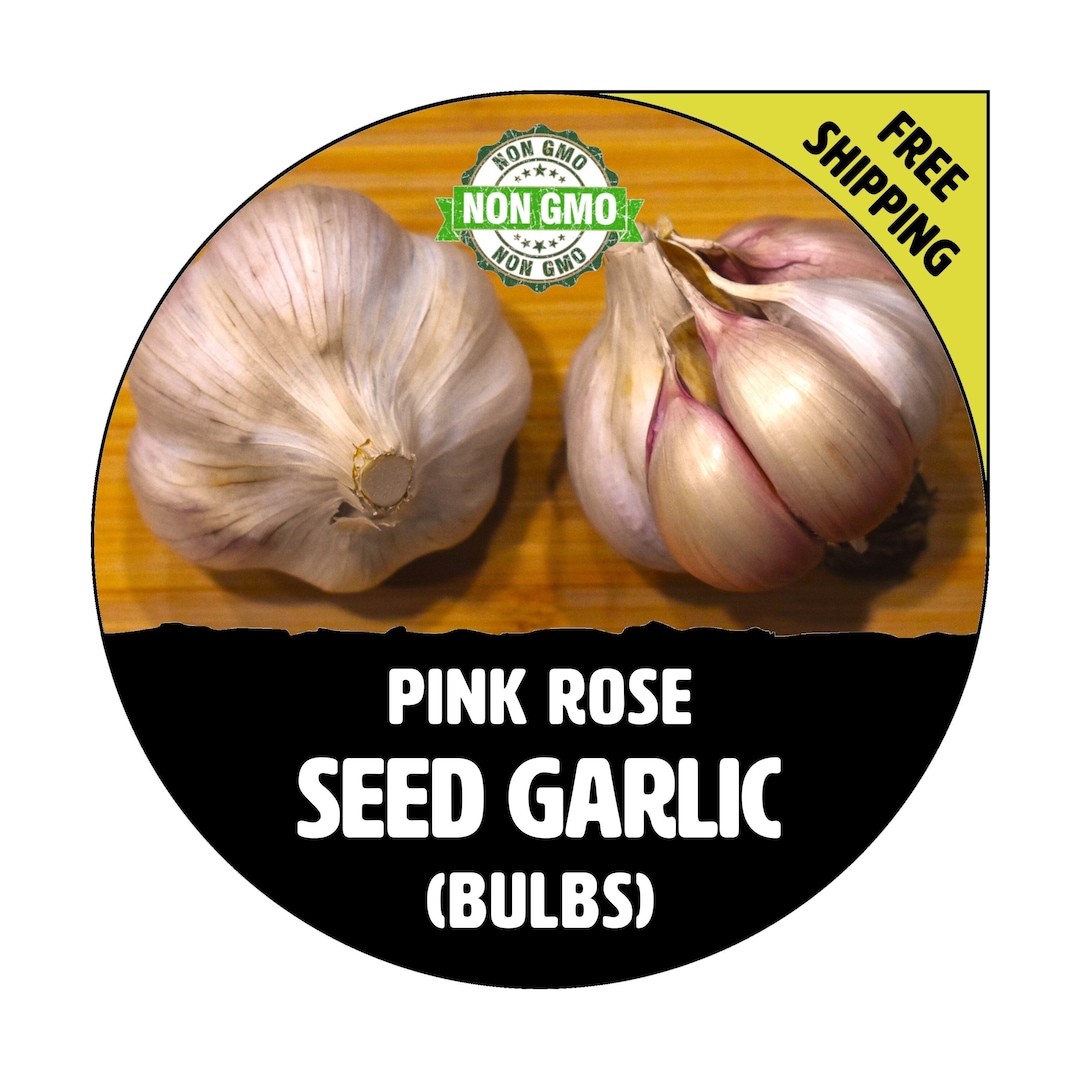 PINK ROSE GARLIC - Non-gmo Hardneck Bulbs & Cloves (seed) - Fall Winter ...