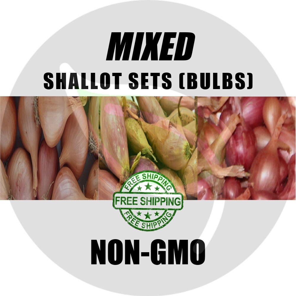 MIXED SHALLOT SETS Non-gmo Bulbs Garden Seed Shallots - Etsy