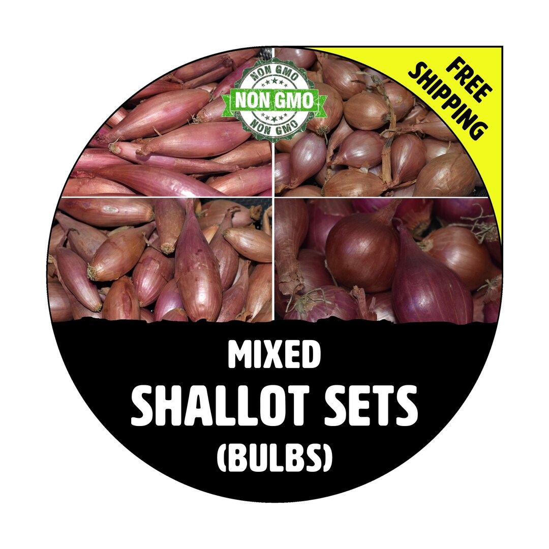 MIXED SHALLOT SETS - Non-gmo Bulbs, Garden Seed Shallots - French ...