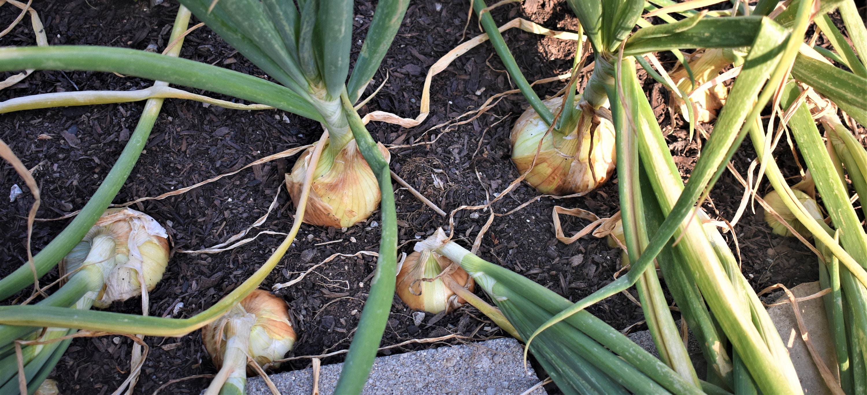 ONION SETS (red + Yellow Bulbs) - Non-gmo, Fresh Grown Heirloom Seed ...