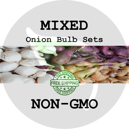 ONION SETS red Yellow Bulbs Non-gmo Fresh Grown - Etsy