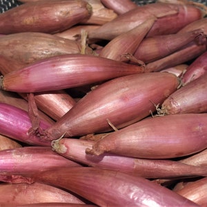 RODERIQUE FRENCH SHALLOT Sets - Non-gmo Bulbs, Garden Seed Shallots ...