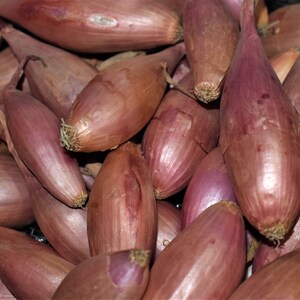 MIXED SHALLOT SETS - Non-gmo Bulbs, Garden Seed Shallots - French ...