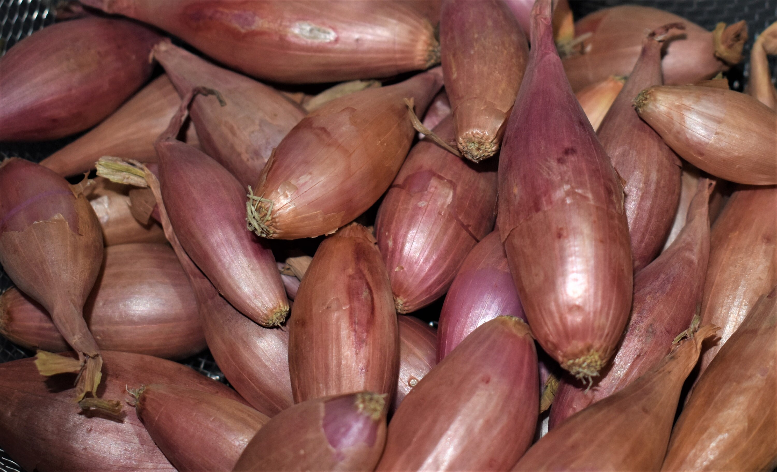 MIXED SHALLOT SETS Non-gmo Bulbs Garden Seed Shallots - Etsy