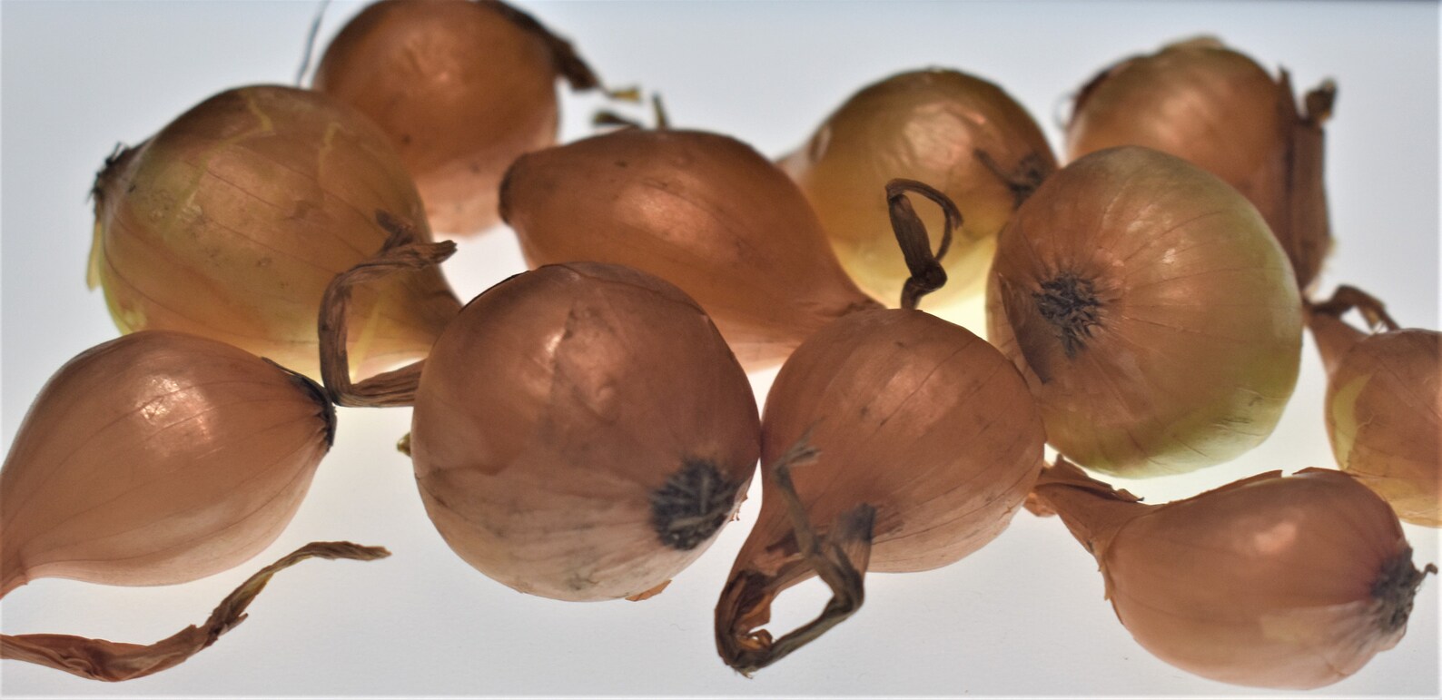 ONION SETS yellow Bulbs Non-gmo Fresh Grown Heirloom Seed - Etsy