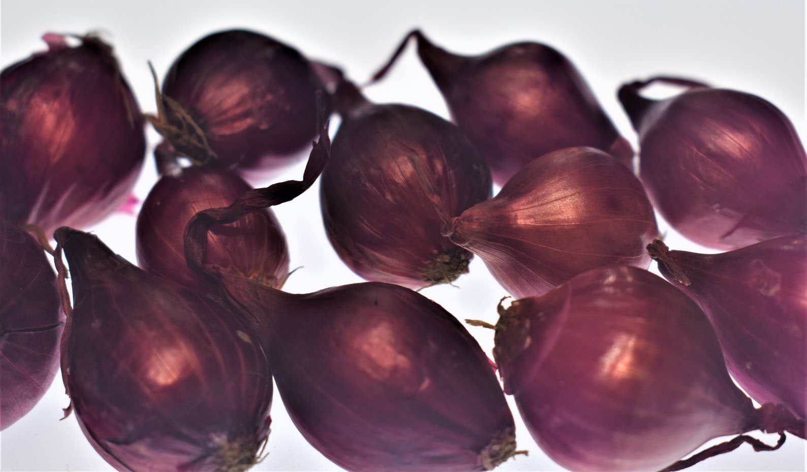 ONION SETS (red / Purple Bulbs) - Non-gmo, Fresh Grown Heirloom Seed ...
