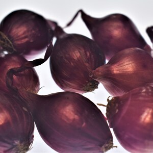 ONION SETS (red / Purple Bulbs) - Non-gmo, Fresh Grown Heirloom Seed ...