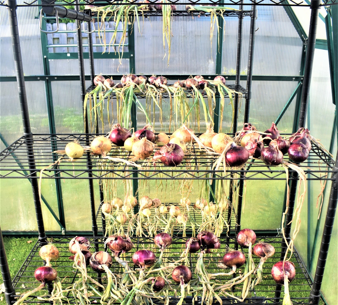 ONION SETS (red / Purple Bulbs) - Non-gmo, Fresh Grown Heirloom Seed ...
