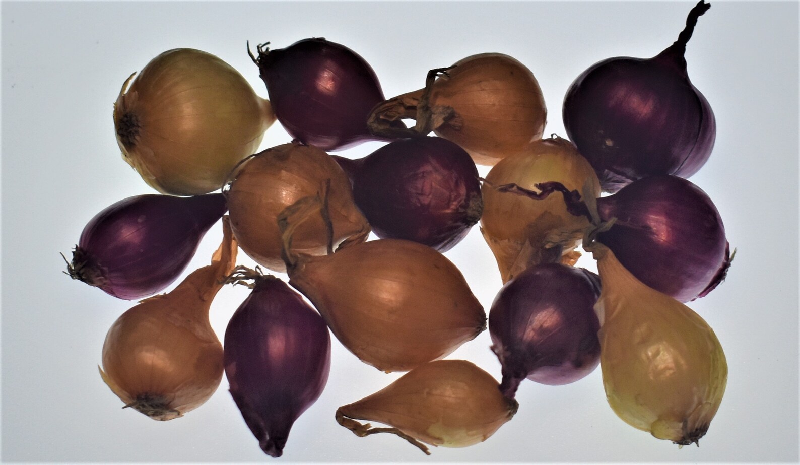 ONION SETS (red + Yellow Bulbs) - Non-gmo, Fresh Grown Heirloom Seed ...