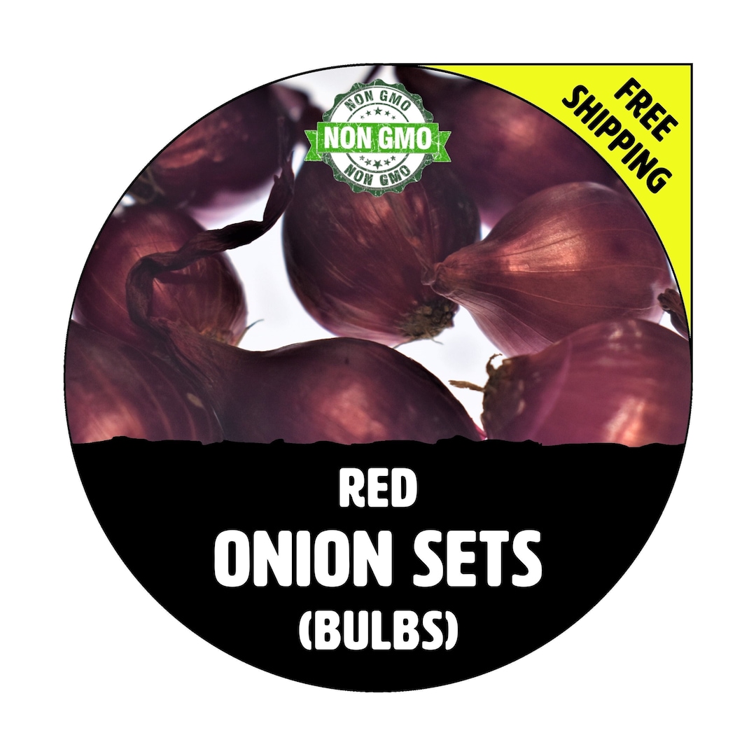 ONION SETS (red / Purple Bulbs) - Non-gmo, Fresh Grown Heirloom Seed ...