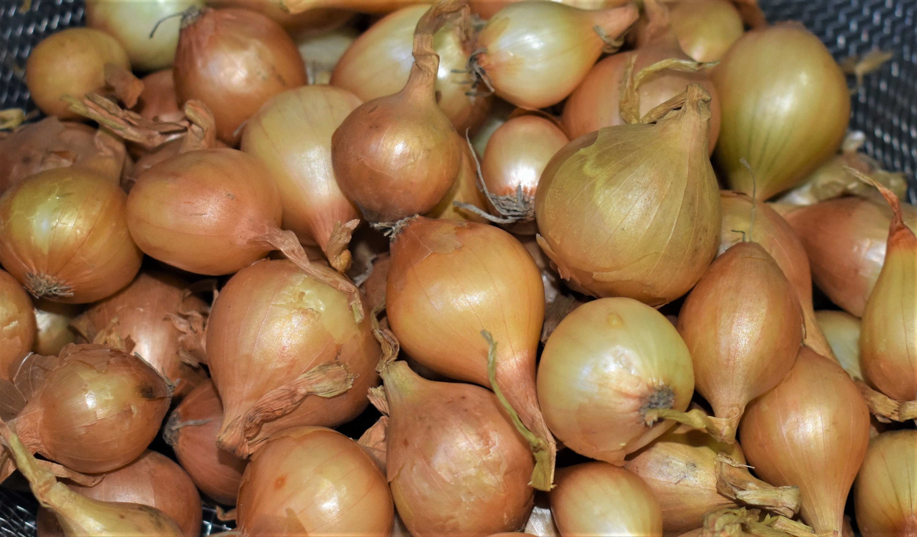 ONION SETS (red + Yellow Bulbs) - Non-gmo, Fresh Grown Heirloom Seed ...