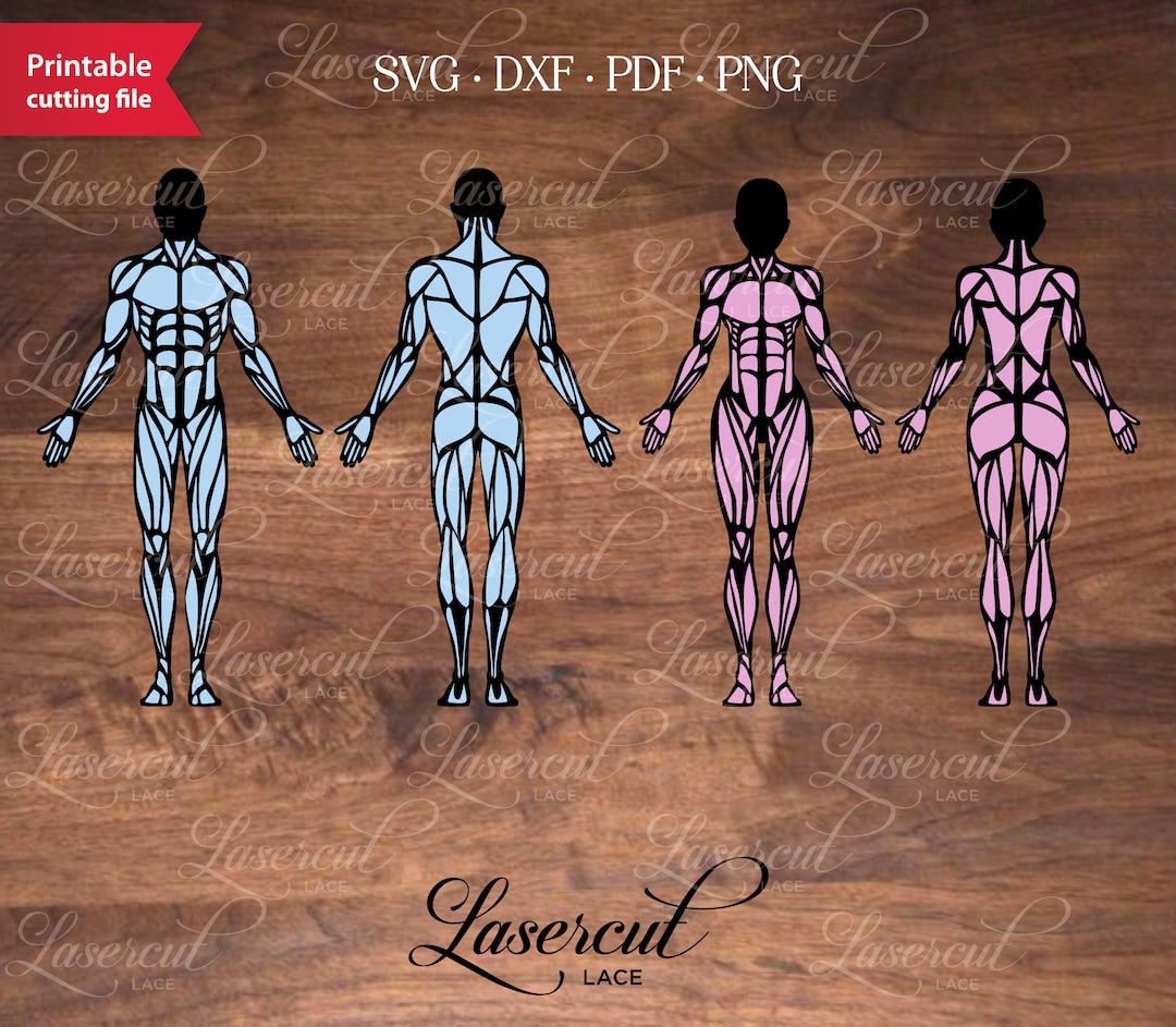 Muscular Anatomy SVG, Posterior Anterior View. Female & Male Fitness ...