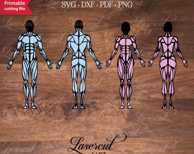 Muscles Female and Male Two View Anatomical Chart - Etsy Canada