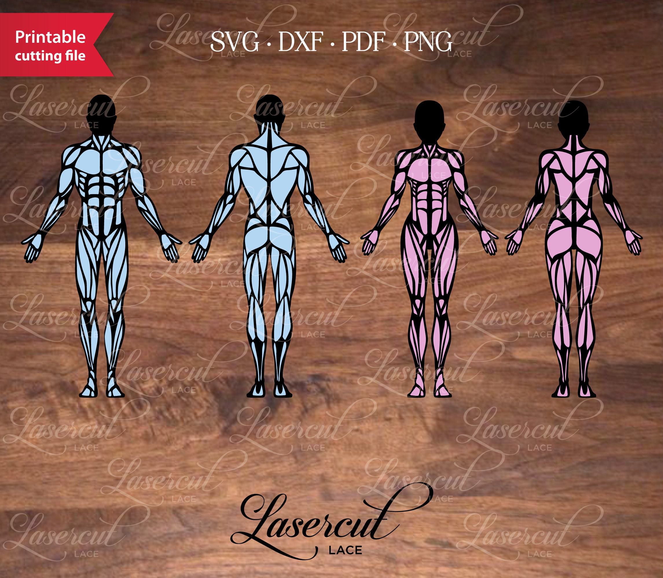 Anatomía muscular SVG, vista anterior posterior. Modelo de ...