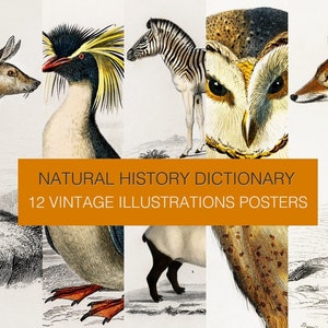 Vintage Animals Digital Posters Set of 12. Printable Natural History ...