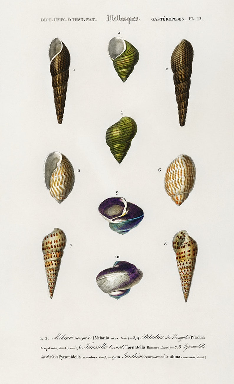 Vintage Seashells Posters Set DIGITAL DOWNLOAD. Set of 12 - Etsy