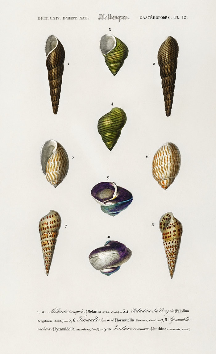 Vintage Muscheln Poster Set DIGITAL DOWNLOAD. Set von 12 - Etsy Schweiz
