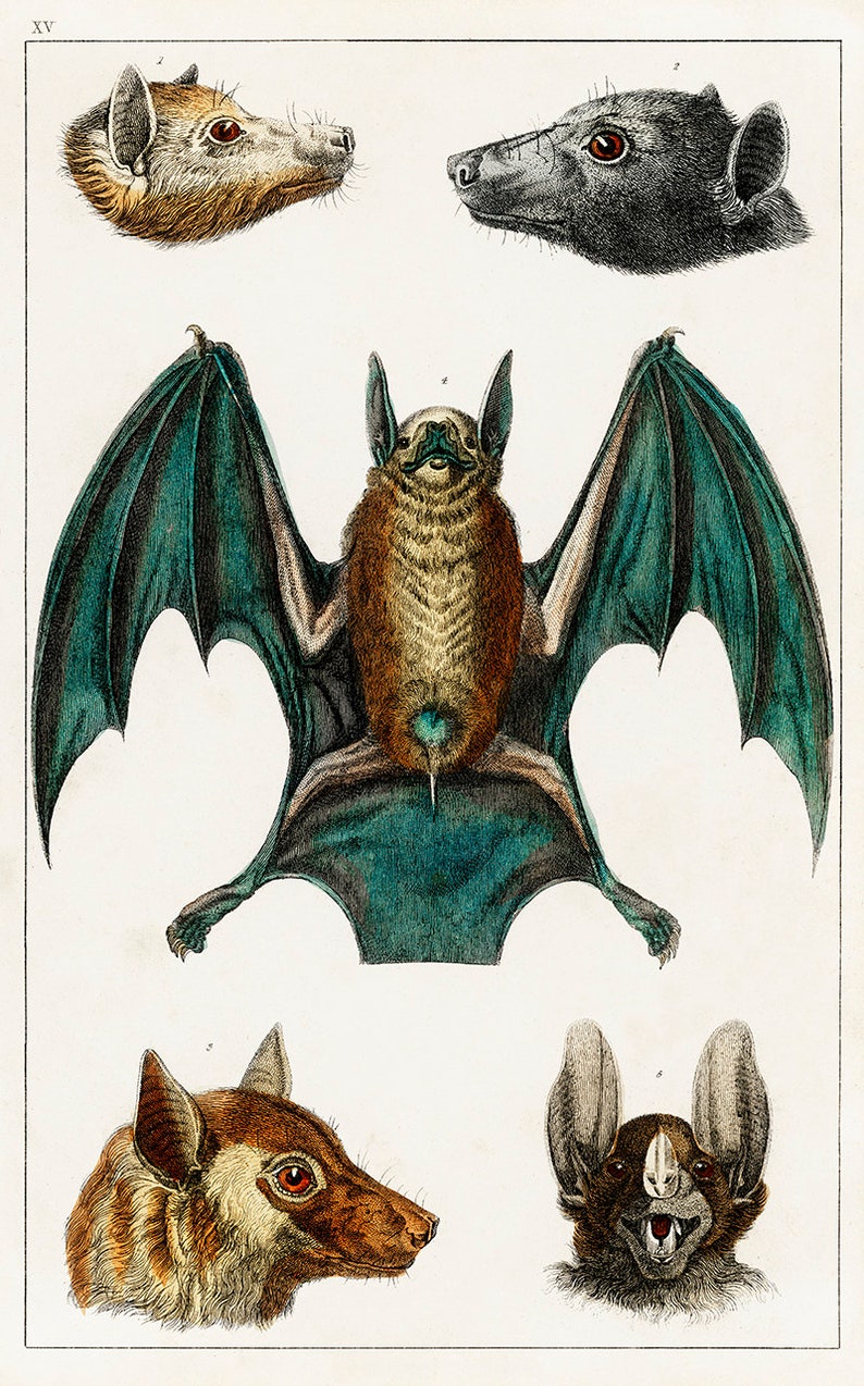Digital Bat Poster Set of 5. Vintage Bat Chart. Vintage Bat - Etsy