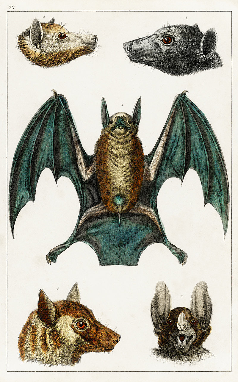 Digital Bat Poster Set of 5. Vintage Bat Chart. Vintage Bat - Etsy