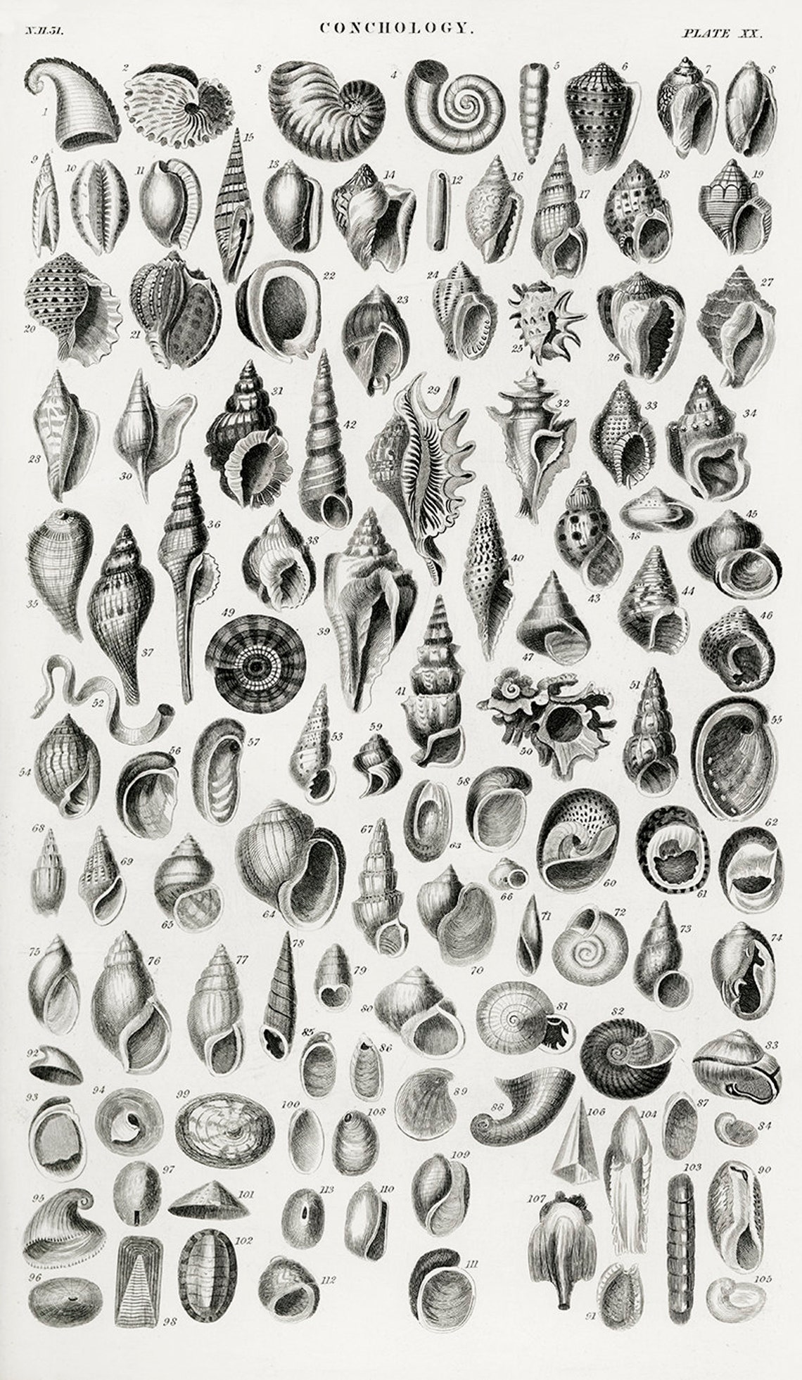 Vintage Seashells Posters Set DIGITAL DOWNLOAD. Set of 12 | Etsy