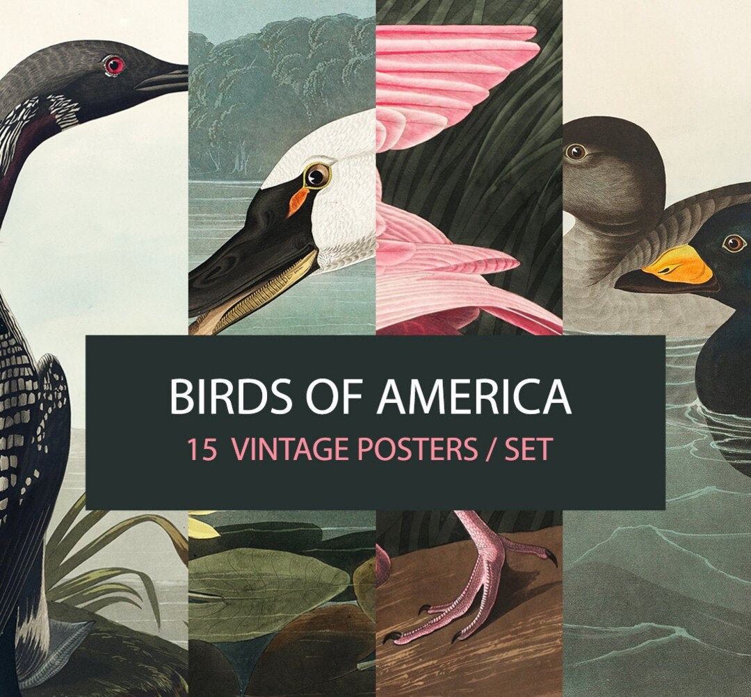 Vintage Birds Digital Posters Set. Set of 15 Vintage Printable Birds ...