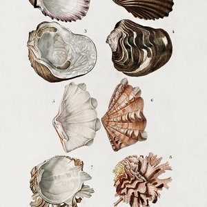 Vintage Seashells Posters Set- DIGITAL DOWNLOAD. Set of 12 Printable ...