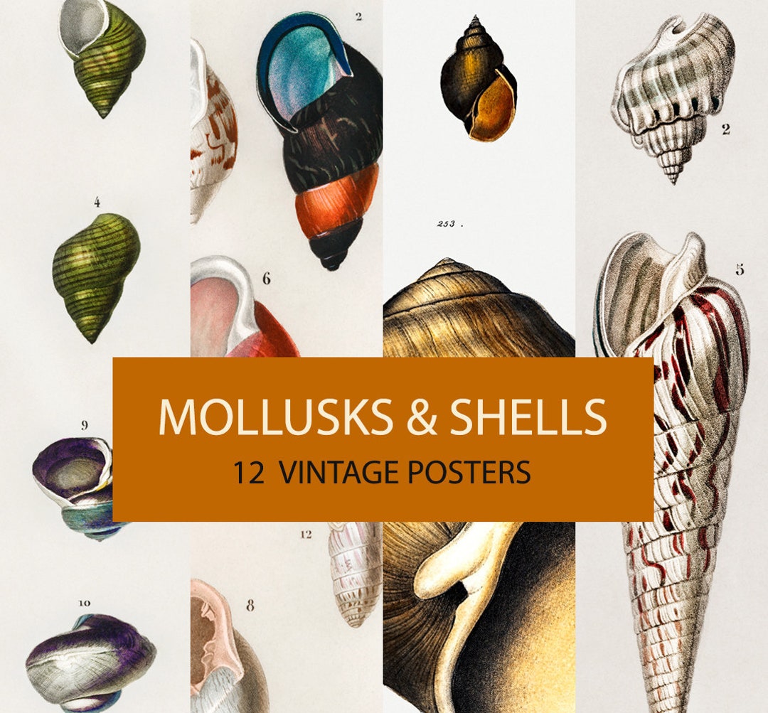 Vintage Seashells Posters Set- DIGITAL DOWNLOAD. Set of 12 Printable ...
