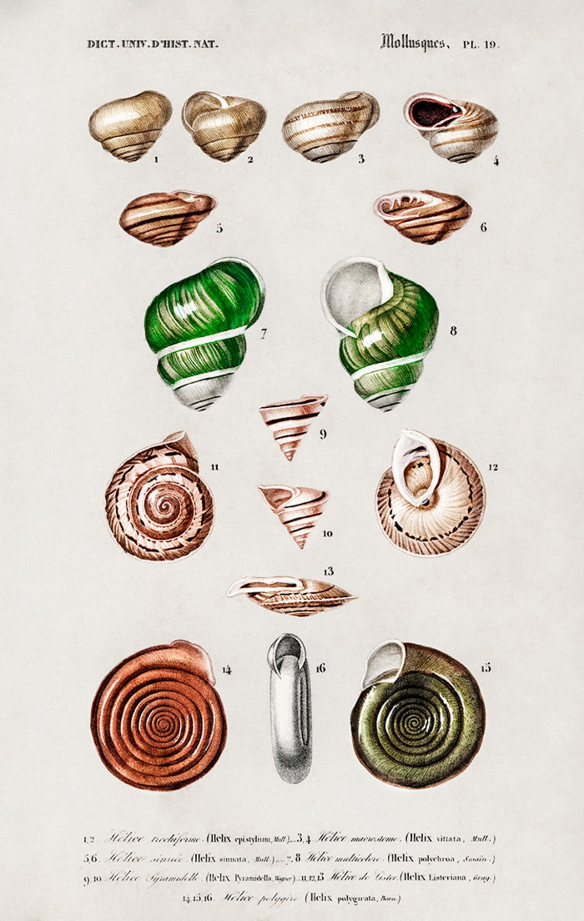 Vintage Muscheln Poster Set DIGITAL DOWNLOAD. Set von 12 - Etsy Schweiz