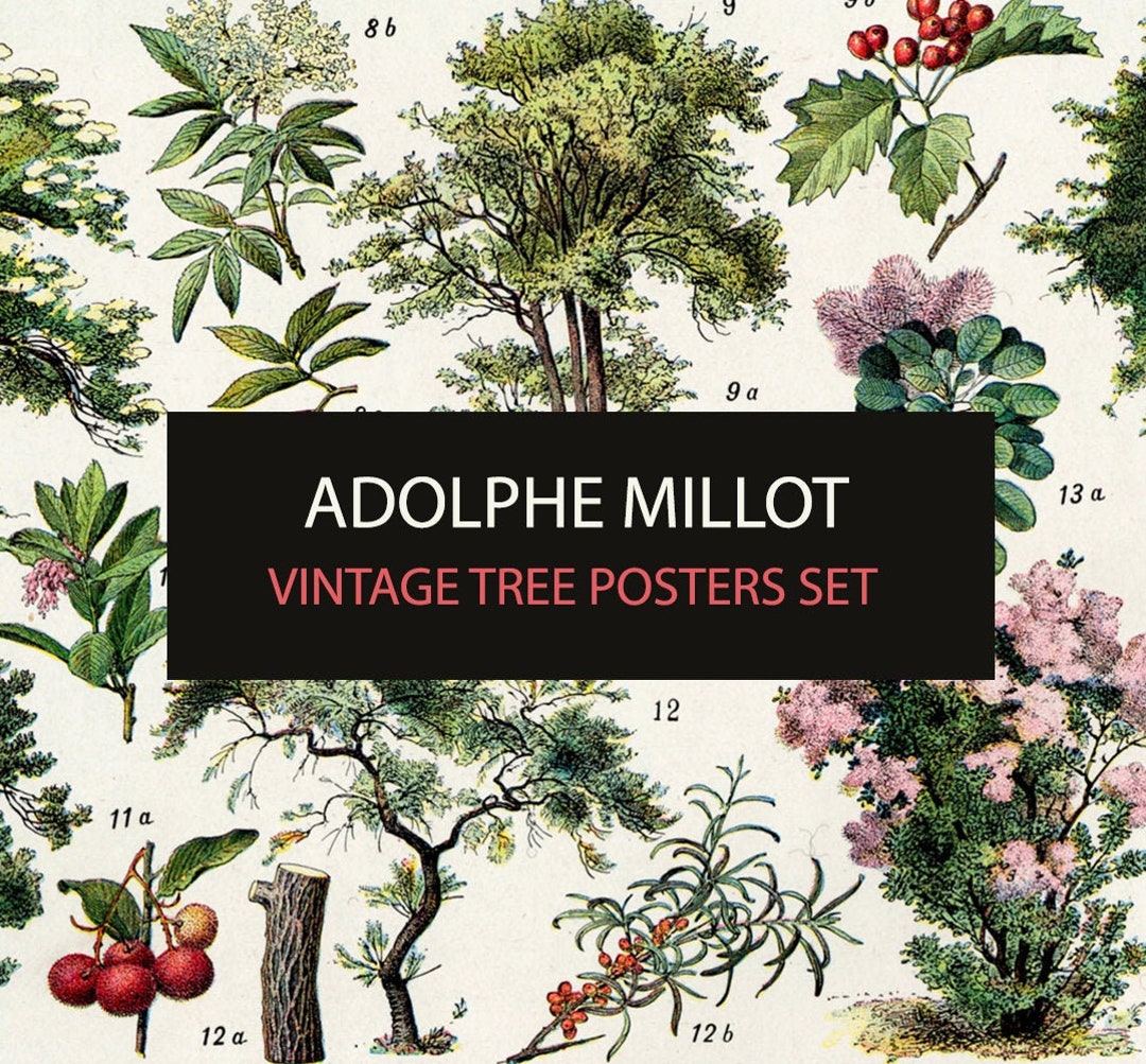 Vintage Botanical Tree Digital Poster-set of 4 . Adolphe Millot Arbres ...