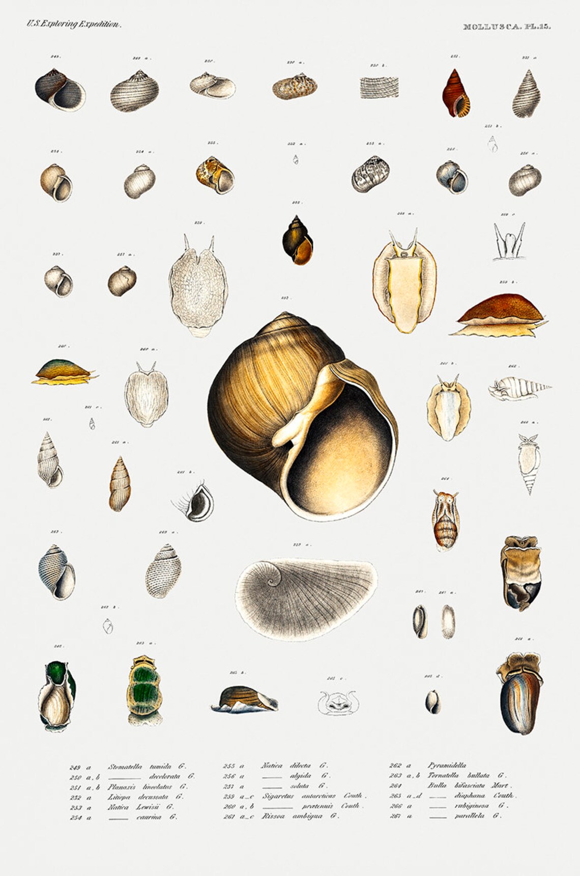 Vintage Muscheln Poster Set DIGITAL DOWNLOAD. Set von 12 | Etsy