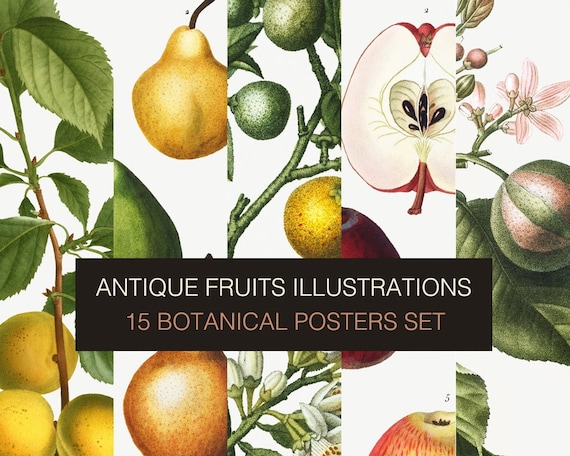Antique Fruit Botanical Digital Prints Set of 15. Vintage | Etsy