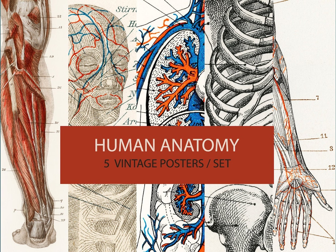 Vintage Human Anatomy Posters Set- DIGITAL DOWNLOAD. Set of 5 Vintage ...