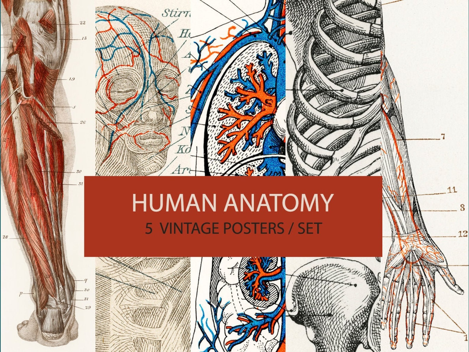 Human Anatomy Poster Set at Paige Odriscoll blog
