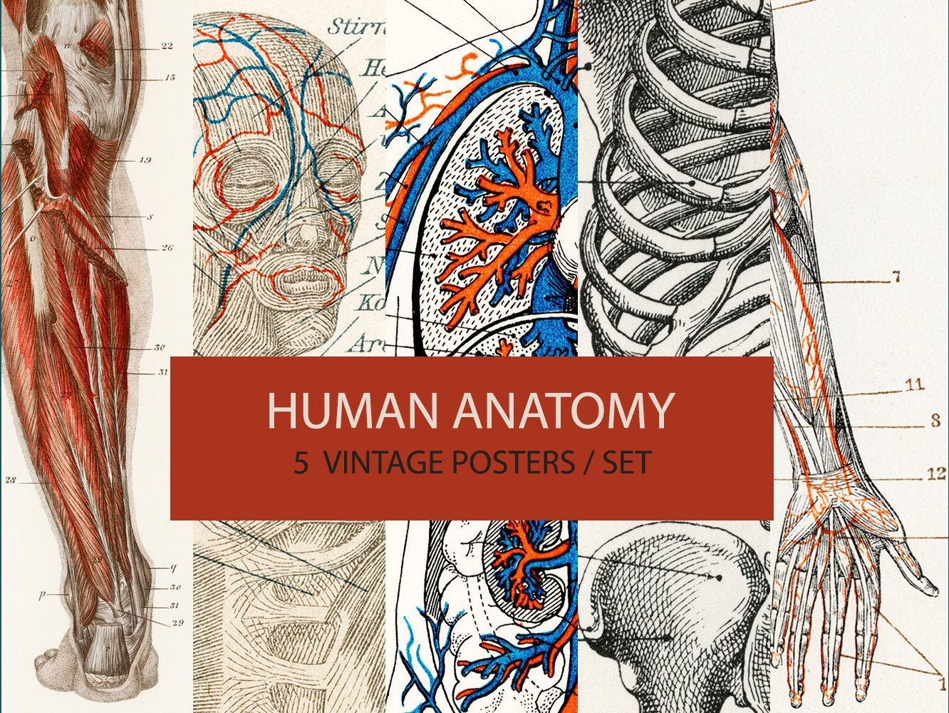 Vintage Human Anatomy Posters Set DIGITAL DOWNLOAD. Set of 5 Vintage ...