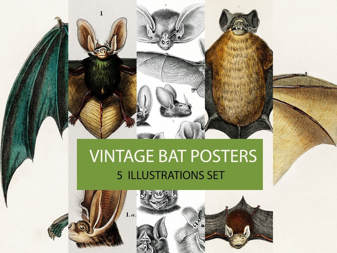 Digital Bat Poster - Set of 5. Vintage Bat Chart. Vintage Bat ...