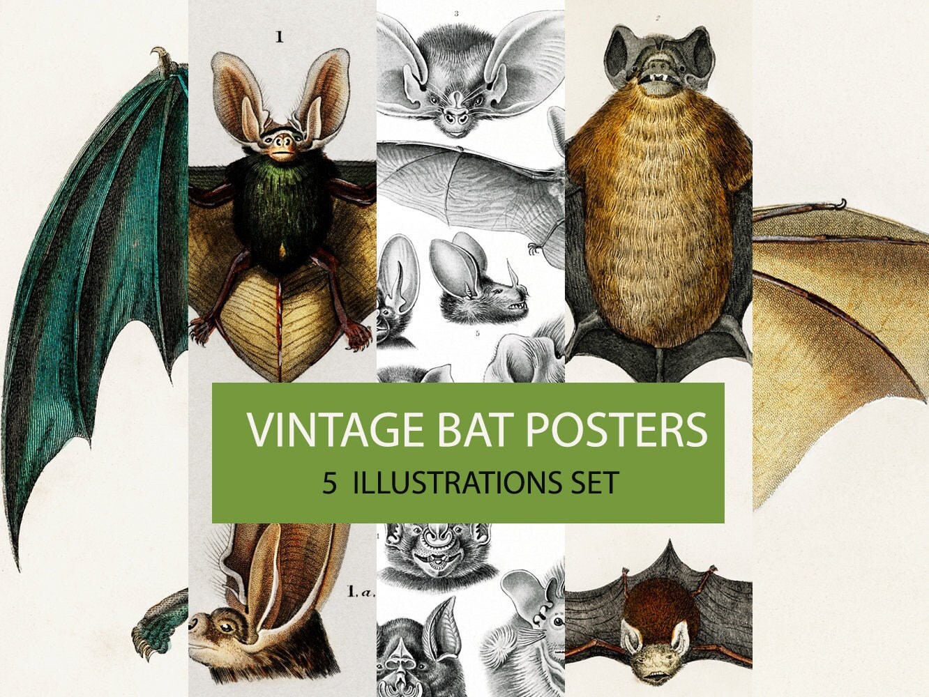 Digital Bat Poster Set of 5. Vintage Bat Chart. Vintage Bat ...