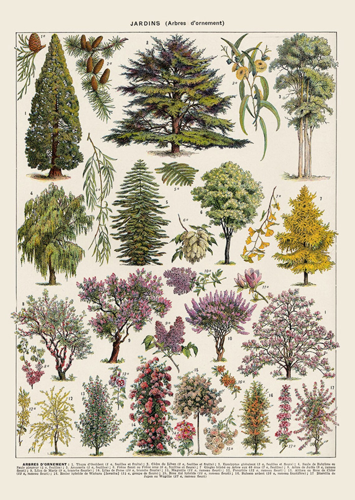 Vintage Botanical Tree Digital Poster-set of 4 . Adolphe | Etsy