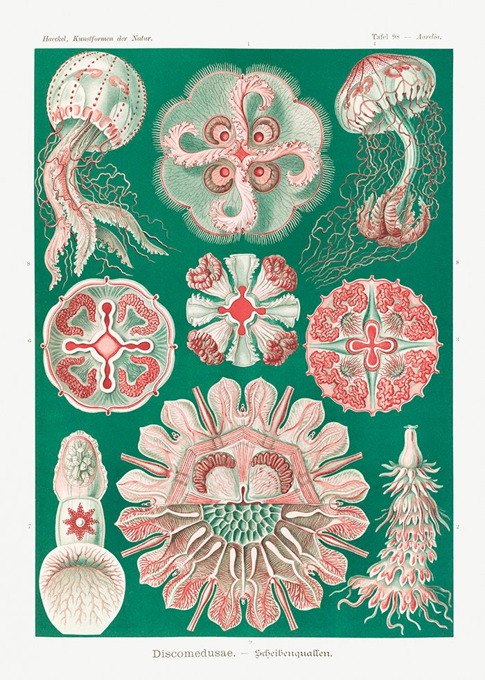 Ernst Haeckel Set of 5 Digital Prints. Scientific Botanical | Etsy