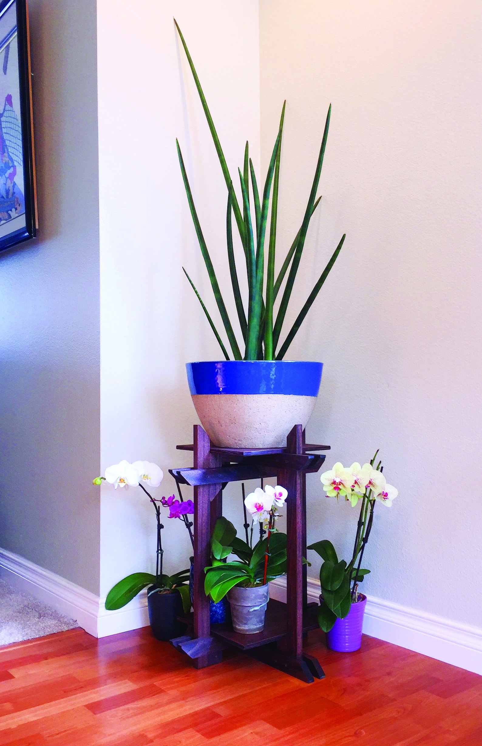 Plant Stand, All Wood Multi-use Terrarium or Aquarium Stand, Short ...